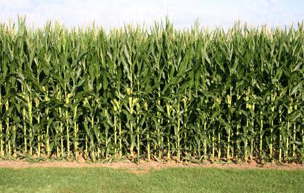16 steps to better corn-on-corn and continuous corn