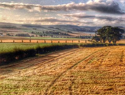 Snapshot of Scottish Agriculture