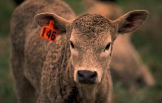 How to Treat and Prevent Scours in Calves