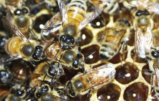 Considerations for Neonicotinoid Insecticide Seed Treatments