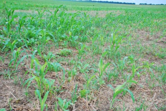 Avoid These 7 Cover Crop Mistakes