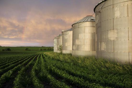USDA Trims Soybean Crop, Stocks; Wheat Crop Seen Improving