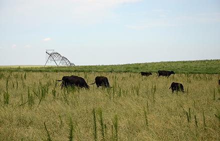 Irrigation Intensive Grazing