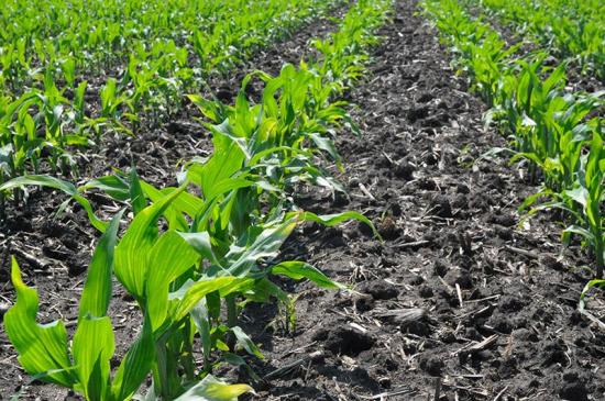 Dow Receives EPA Registration for Corn Herbicide