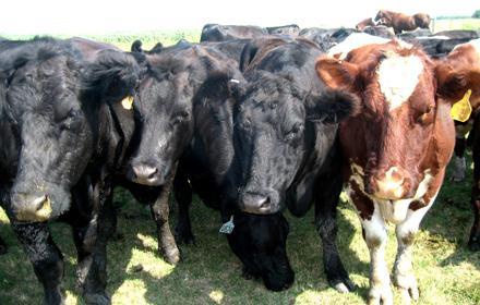 Benefits of Mob Grazing