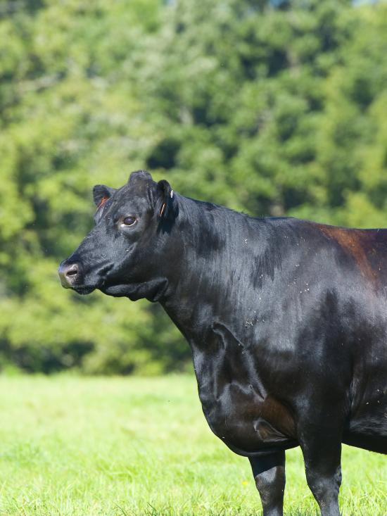 More competition will reduce meat prices in fight against inflation ...