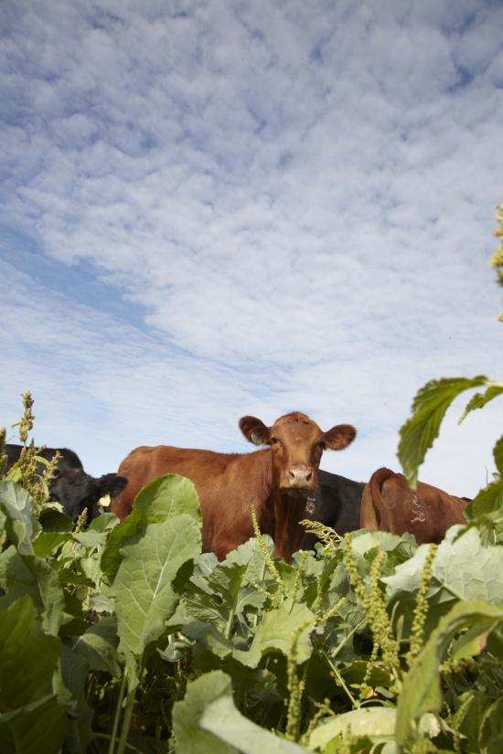 Demand for Lean Beef Adds Premium to Prices for Lean, Healthy Market ...