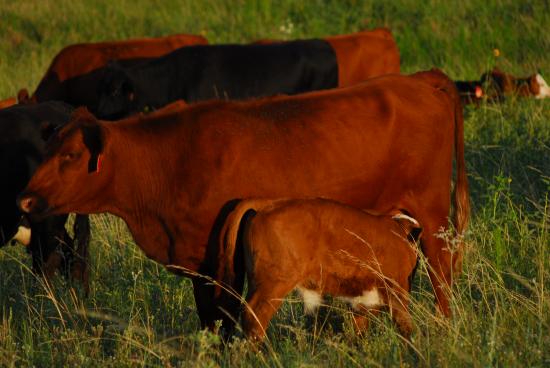 Be prepared for more open cows | Successful Farming