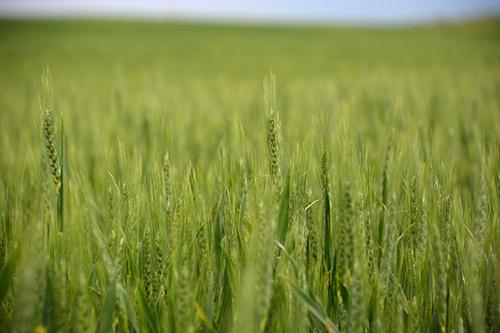 Winter Wheat in Good Shape Headed Into Homestretch | Successful Farming