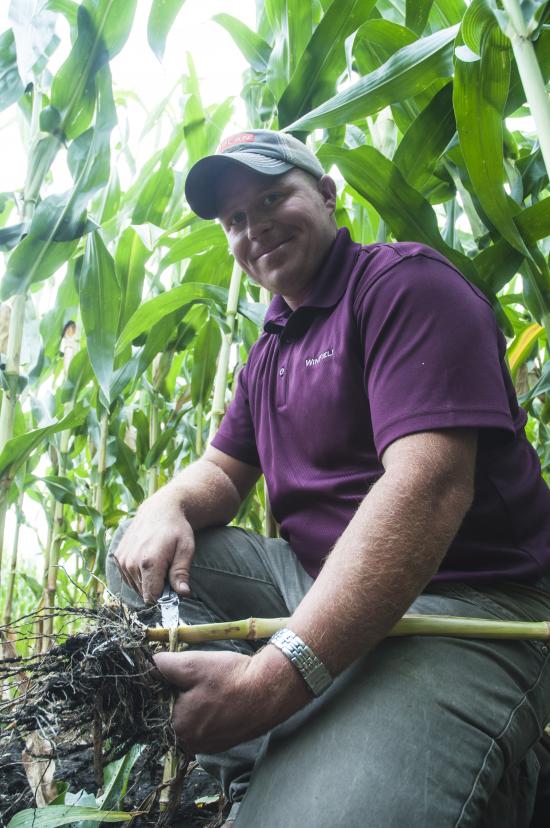 How Strobilurin Fungicides Can Increase Photosynthesis | Successful Farming