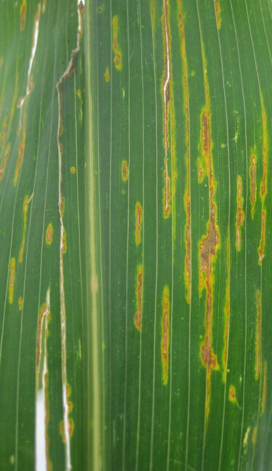 Bacterial Leaf Streak Is a New Corn Disease | Successful Farming