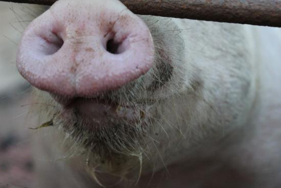 Seaboard Foods Buys Texas Farm | Successful Farming