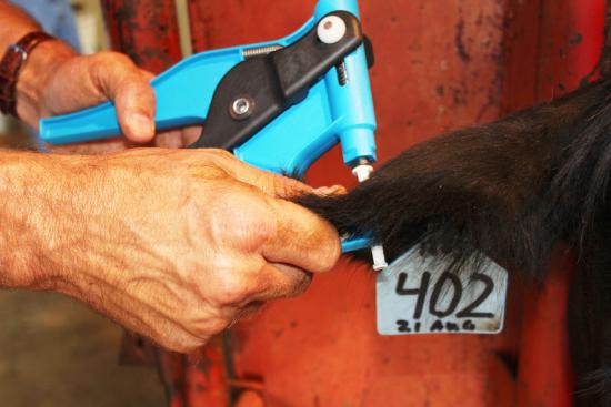 Latest Cattle DNA Tests Are Better, More Affordable | Successful Farming