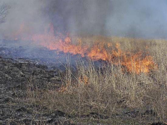 Wildfires That Left Millions of Acres Burned, Livestock Dead Can’t ...
