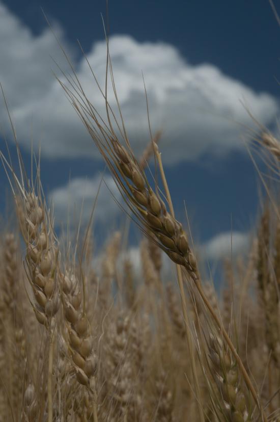 Drought-Tolerant Wheat on the Way | Successful Farming