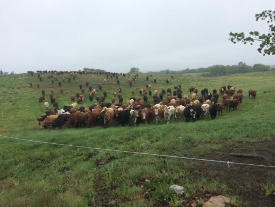 Put Your Livestock Operation on the Path to Profitability | Successful ...