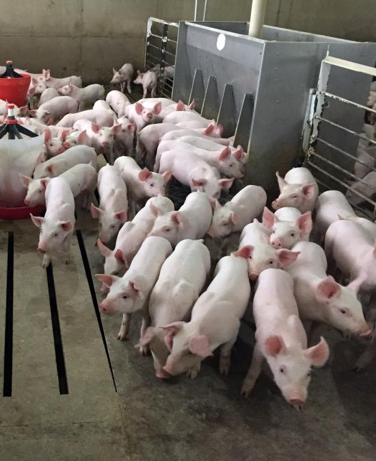 7 Things Every Pork Producer Should Know | Successful Farming