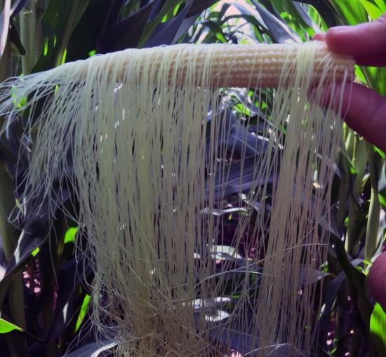 Pockets of Good Crops in Eastern Corn Belt | Successful Farming