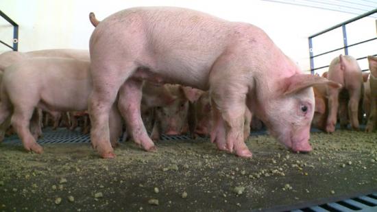 U.S. Supreme Court preserves California humane pig confinement law ...