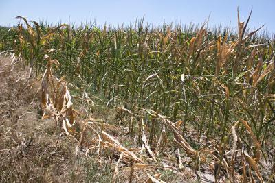 Pilgrim Farming | Successful Farming