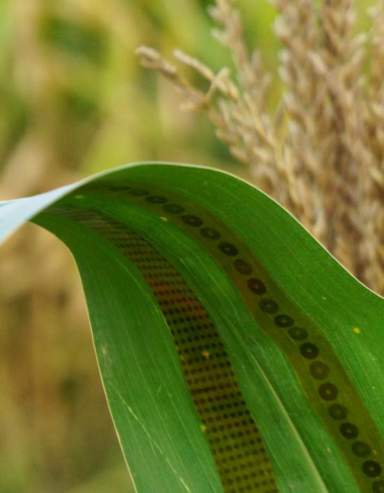 Wearable Plant Sensors | Successful Farming