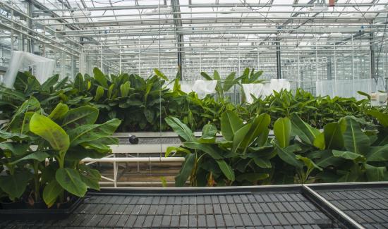 How the Netherlands Fuels a Global Agricultural Powerhouse | Successful ...