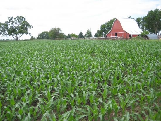 14 Things Every Corn Farmer Must Do Right Now | Successful Farming