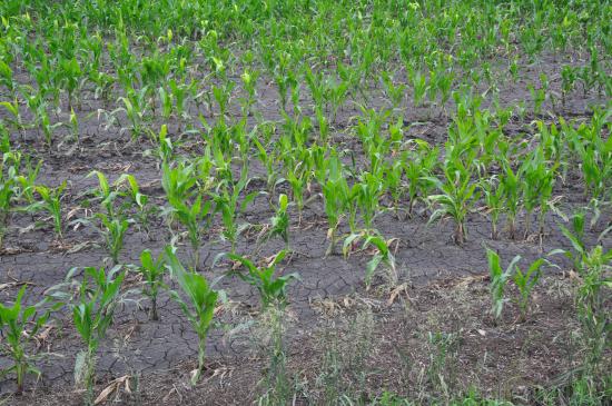 Here’s a Crappy Corn Stand Recipe | Successful Farming