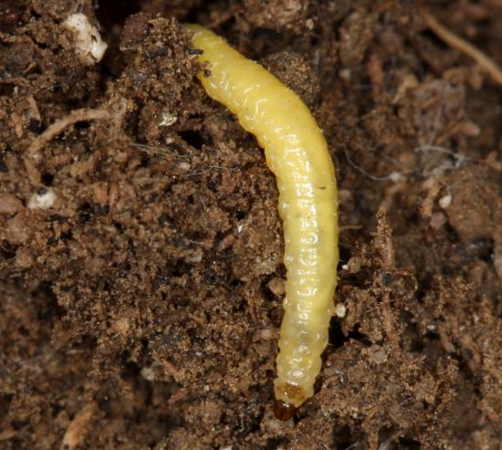 Corn Rootworm Outlook | Successful Farming