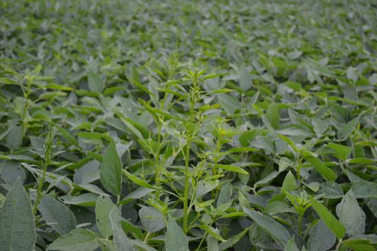 Whip Weeds in 2018 | Successful Farming