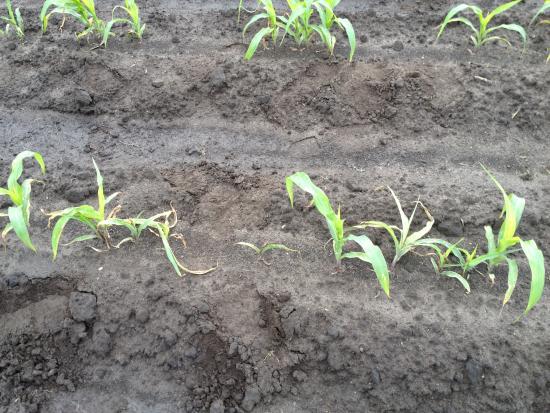 Diagnosing Corn Emergence Issues | Successful Farming