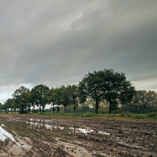 Selective Tree Harvesting Is One Potential Source of Income ...