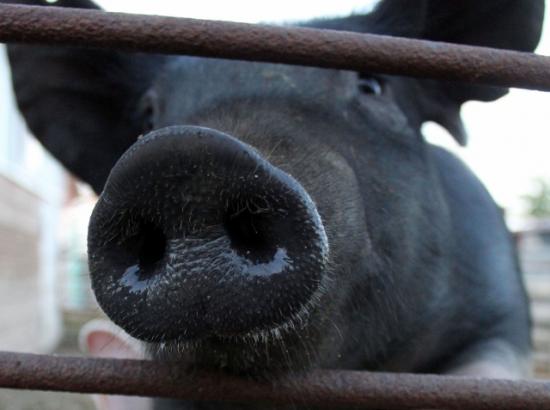 Pig Poop Power | Successful Farming