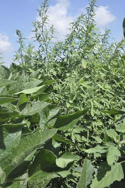 Do You Have Resistant Weeds? | Successful Farming