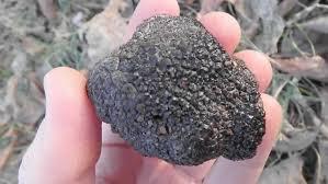 Truffle Farming | Successful Farming