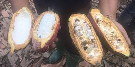 CropCoat Uses Unique Film to Protect Cocoa From Pests | Successful Farming