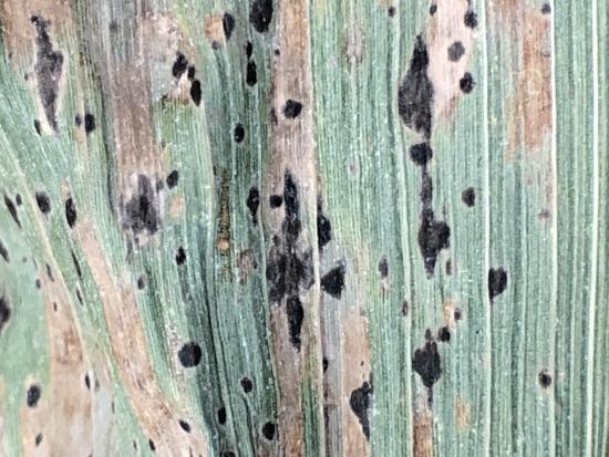 Tar Spot Continues to Surface in Corn | Successful Farming