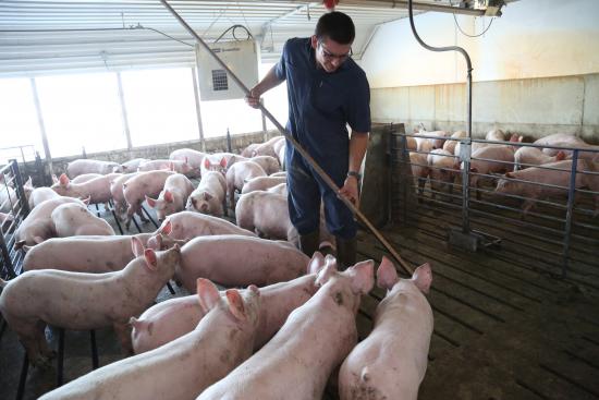 Top 4 Challenges for Pig Producers | Successful Farming