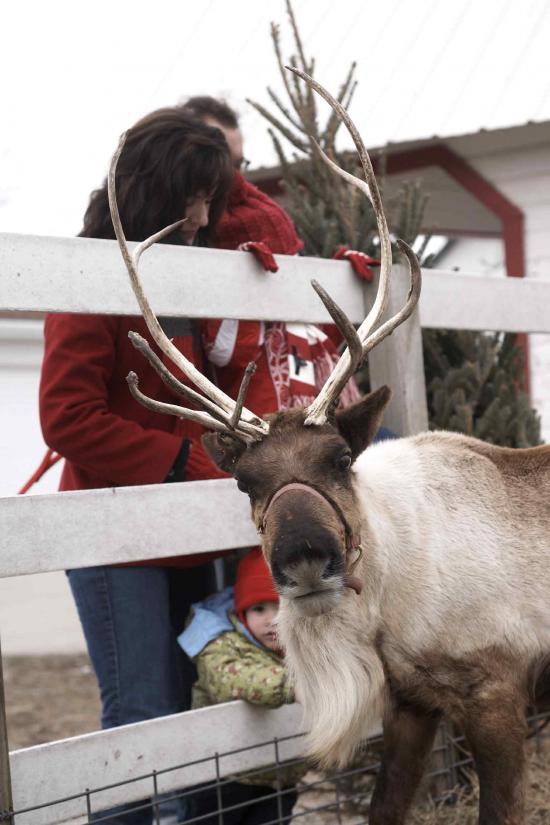 Christmas Special: 6 Fun Reindeer Facts | Successful Farming