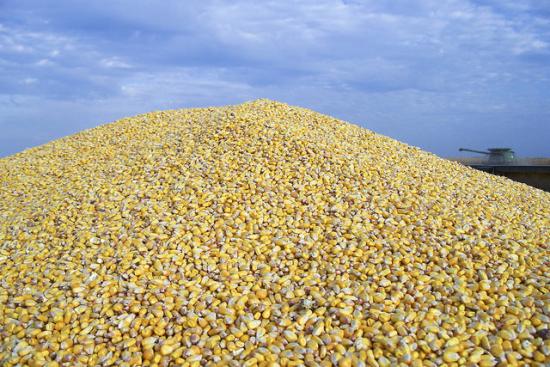 Grain Discovery Executes Corn Transaction Using Blockchain | Successful ...