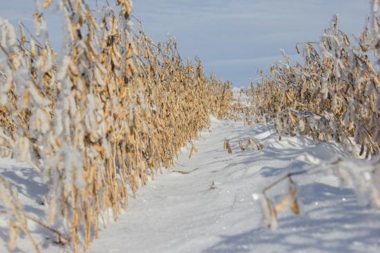 Autumn freeze to October | Successful Farming