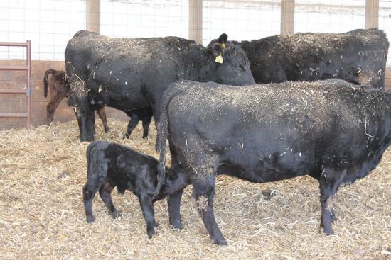 Cow Body Condition At Calving | Successful Farming