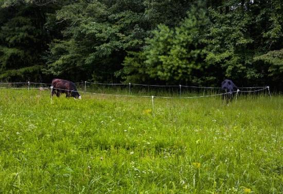 Converting Cropland To Pasture | Successful Farming