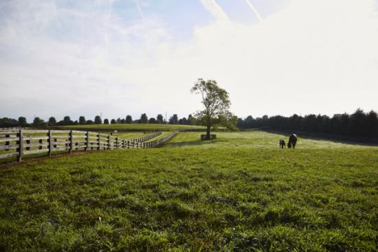 Spring Forage Management | Successful Farming