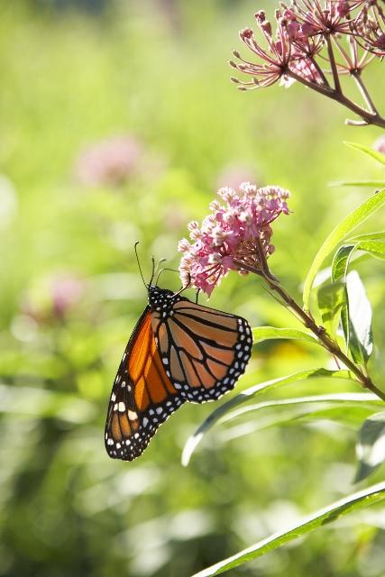 Monarch Conservation | Successful Farming