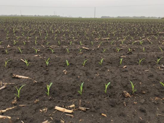 The 2019 U.S. Corn Crop Has Emerged in Texas | Successful Farming