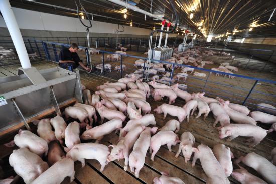 Thailand’s CPF Buys 2nd Largest Pork Producer in Canada | Successful ...