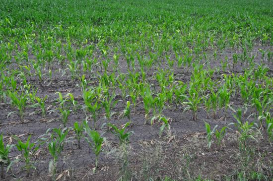 Weigh Corn Replant Decisions With Costs, Yield Potential | Successful ...