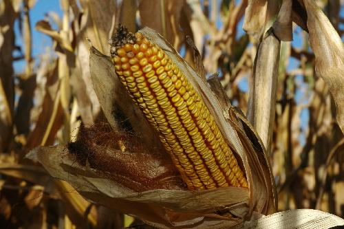 Predicting Corn Quality With Weather | Successful Farming