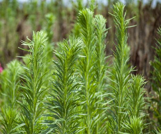 Yes, Herbicides Can Control 4-Foot-High Marestail, But… | Successful ...
